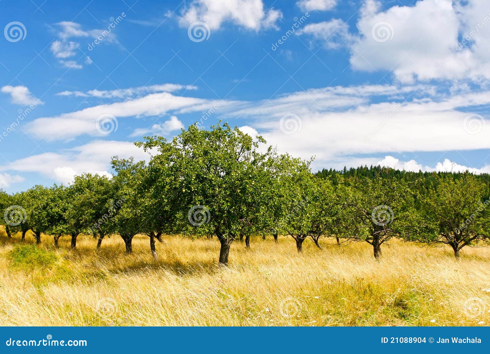 Apple orchard stock photo. Image of growing, freshness - 21088904