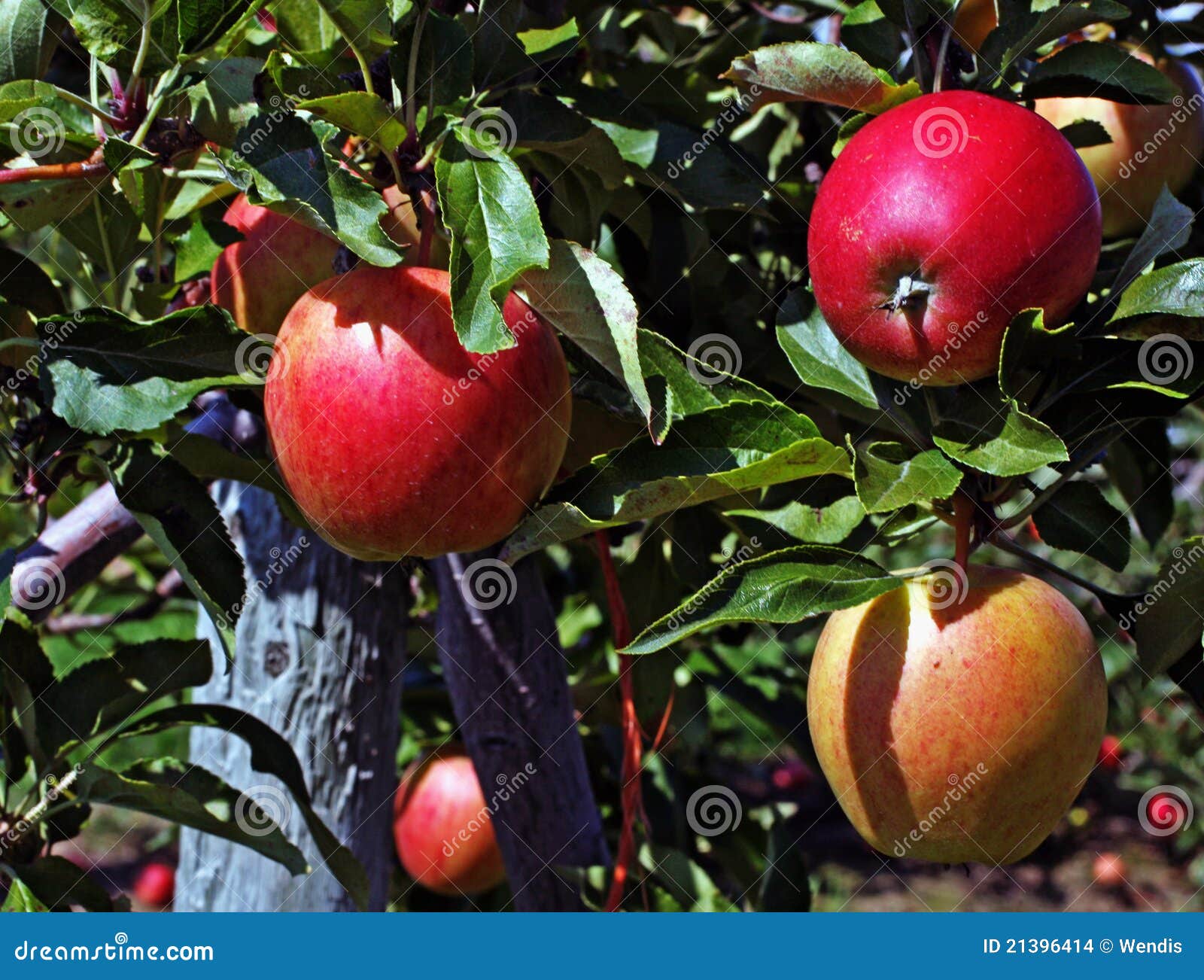 Apple Orchard stock photo. Image of outdoors, autumn - 21396414