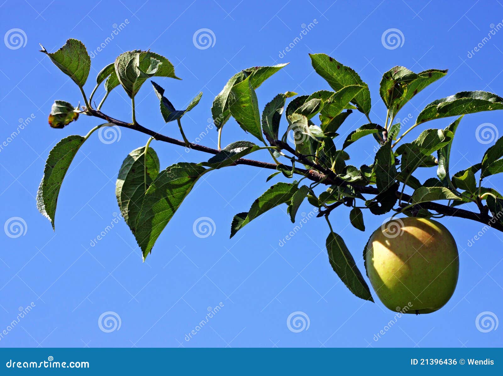 Apple Orchard stock photo. Image of organic, trees, autumn - 21396436