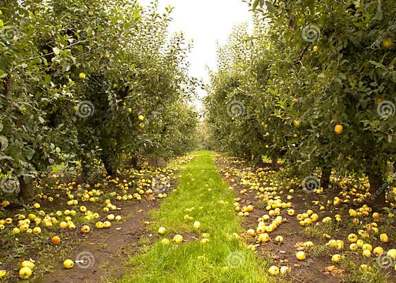 Apple Orchard stock image. Image of farming, crop, orchard - 22078887