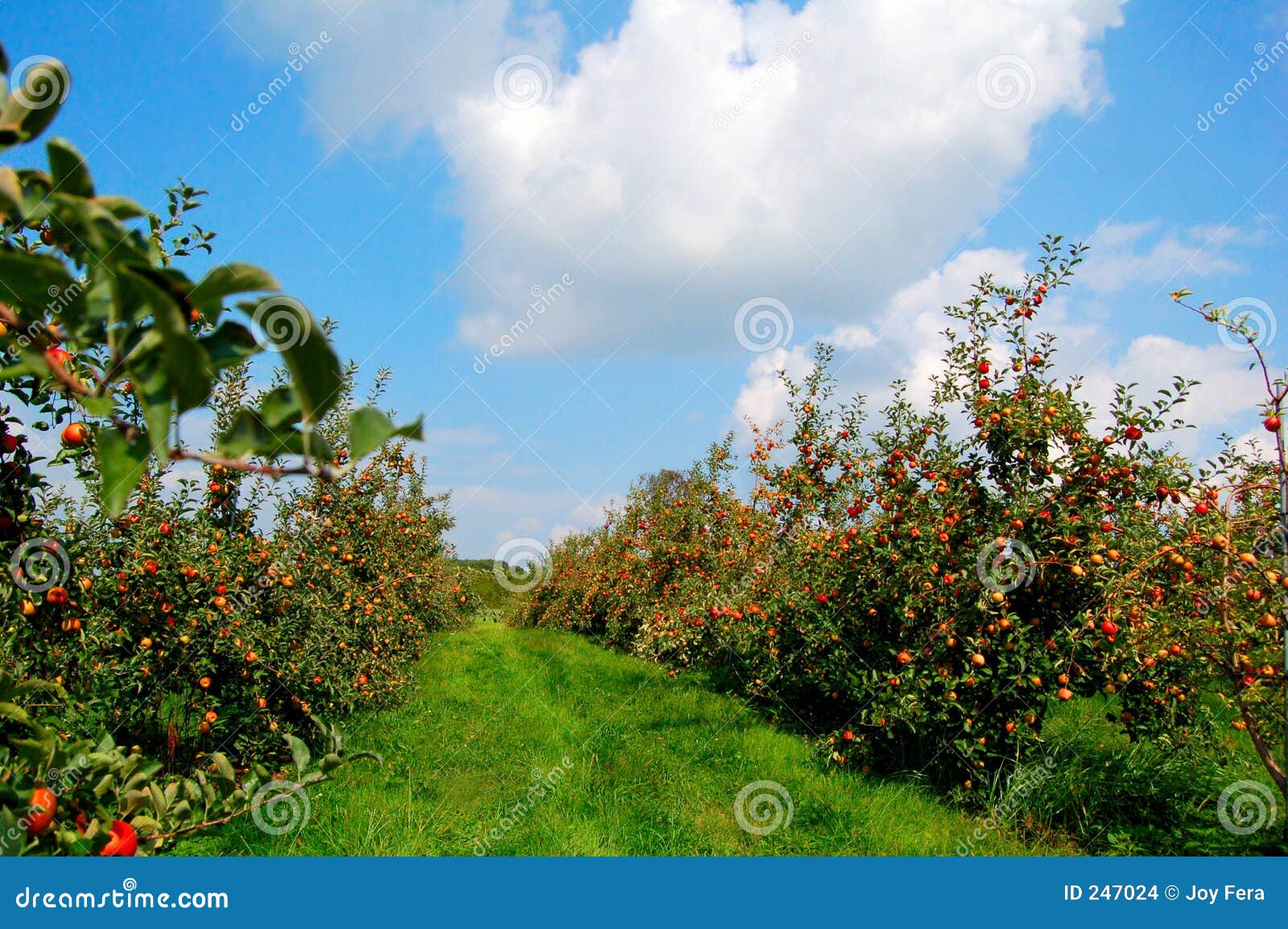 Apple Orchard stock photo. Image of autumn, farmland, agriculture - 247024
