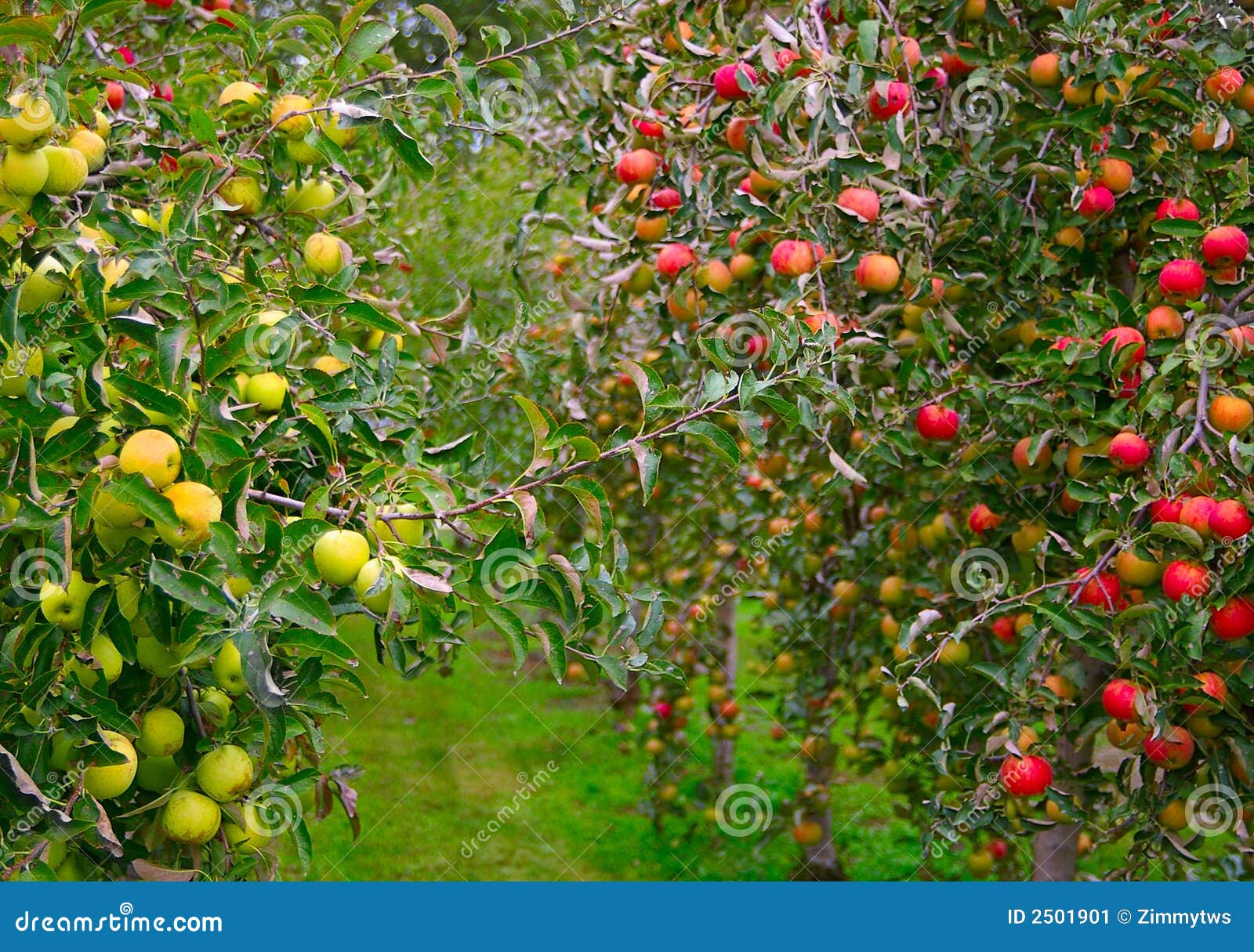 Apple Orchard Stock Image - Image: 2501901