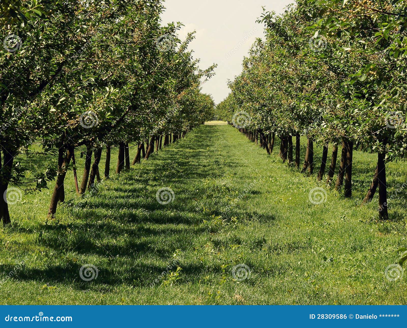 Apple orchard stock photo. Image of farming, fruits, health - 28309586