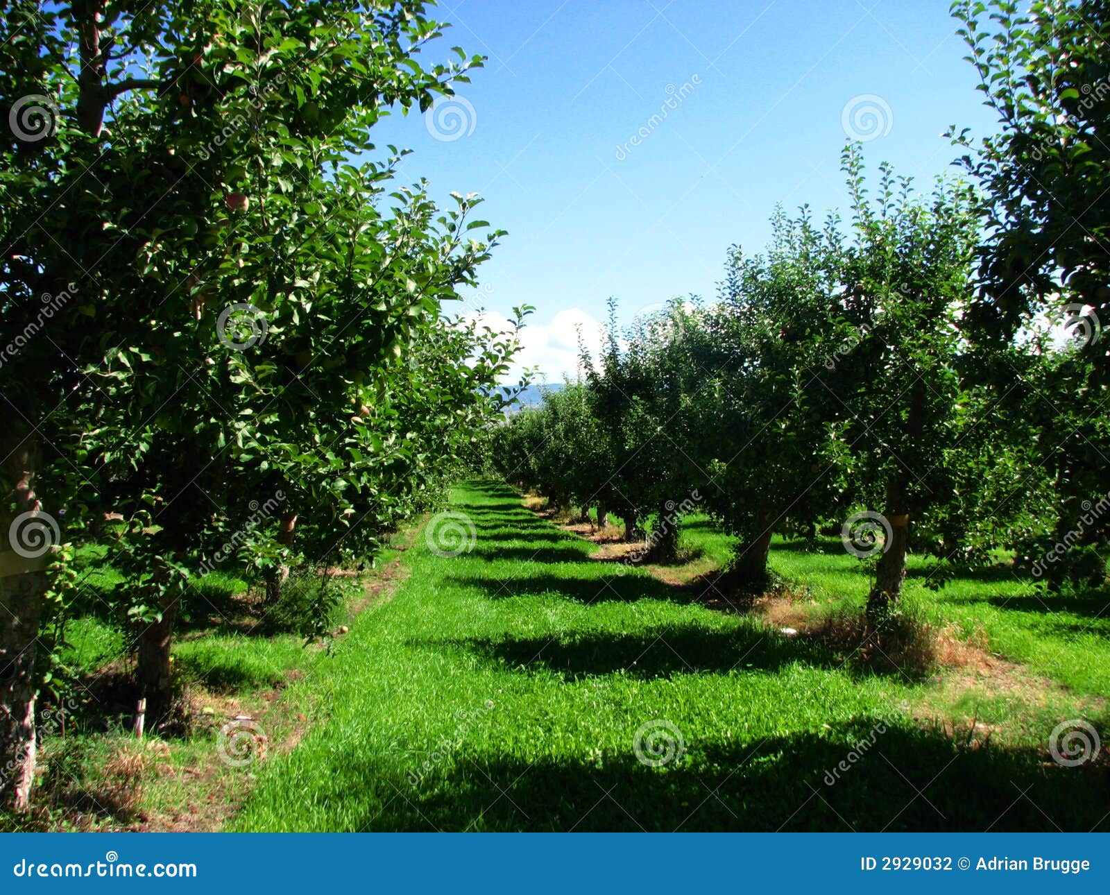 Apple orchard stock photo. Image of farming, farm, trees - 2929032