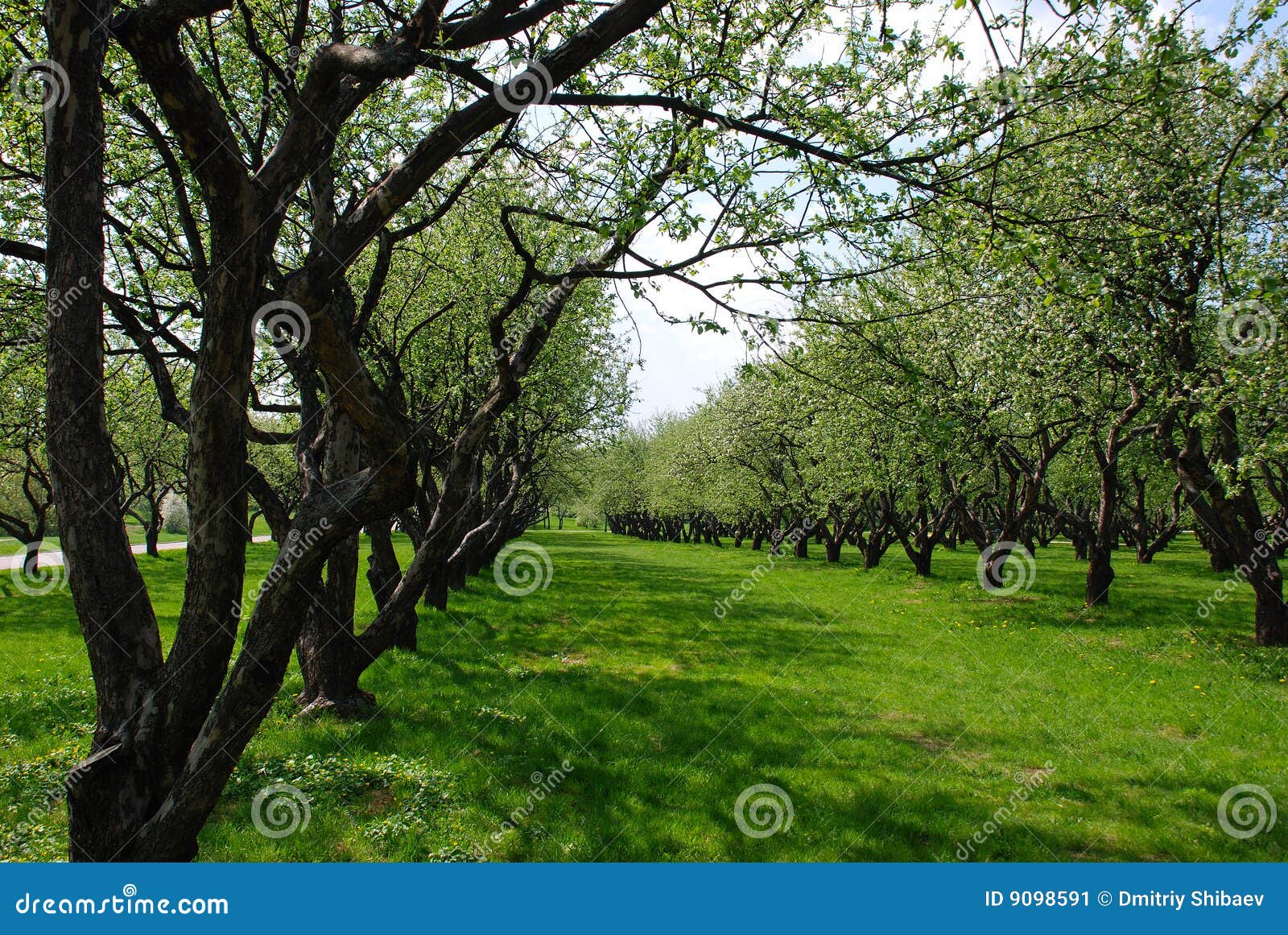 Apple orchard stock image. Image of landscaped, blossom - 9098591
