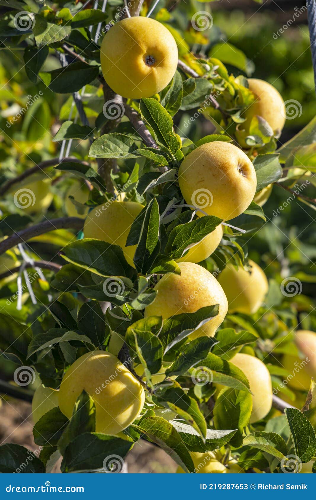 Apple Orchard in Aica, South Tyrol, Italy Stock Image - Image of tyrol ...