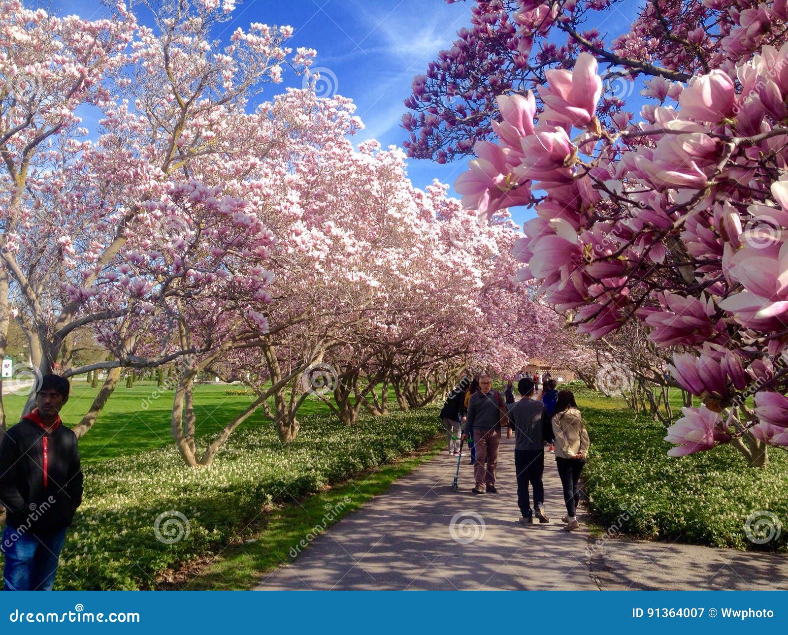 Apple orchard in bloom editorial photography. Image of green - 91364007