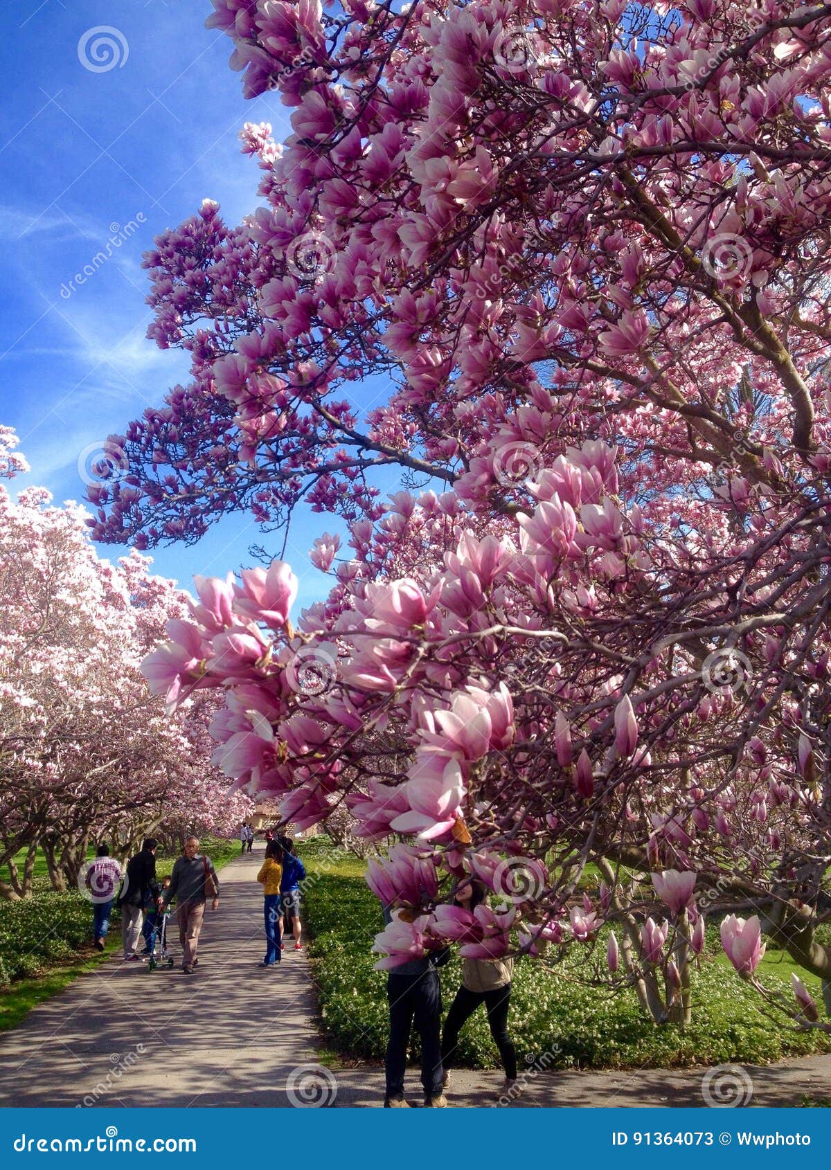 Apple orchard in bloom editorial stock photo. Image of fruit - 91364073