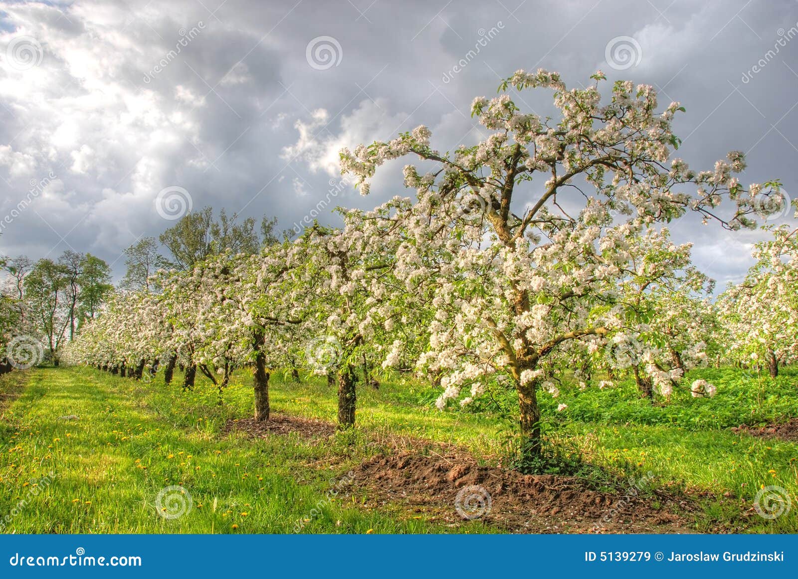 Apple orchard in blossom stock image. Image of evening - 5139279