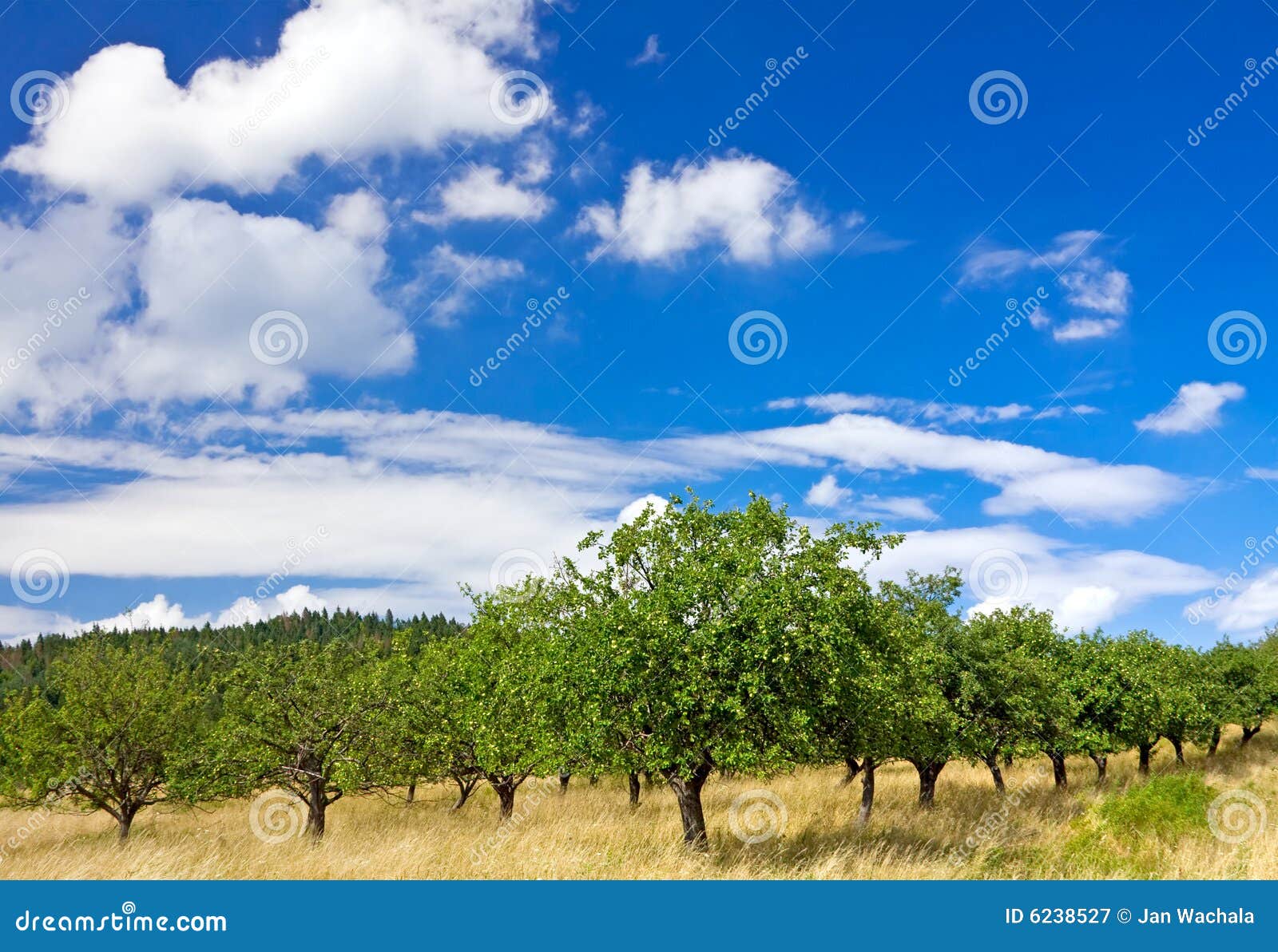 Apple orchard on blue sky stock image. Image of tree, formal - 6238527