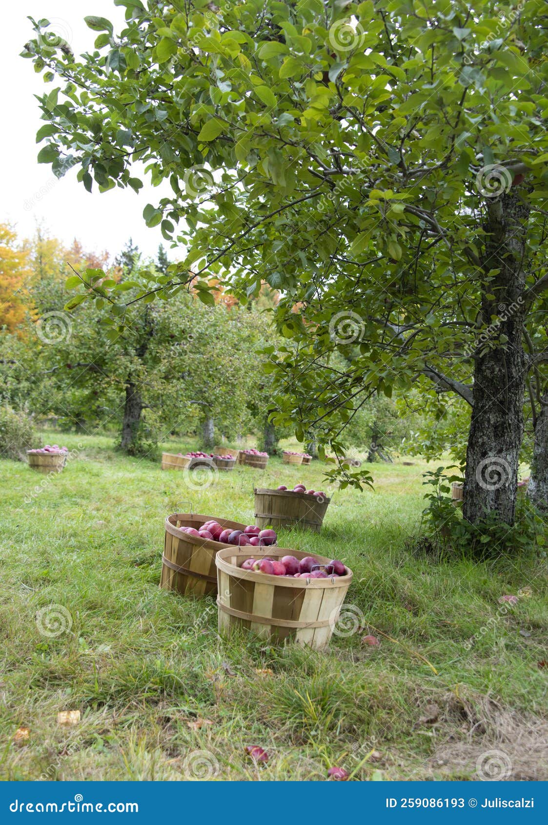 Apple orchard stock image. Image of seasonal, farming - 259086193