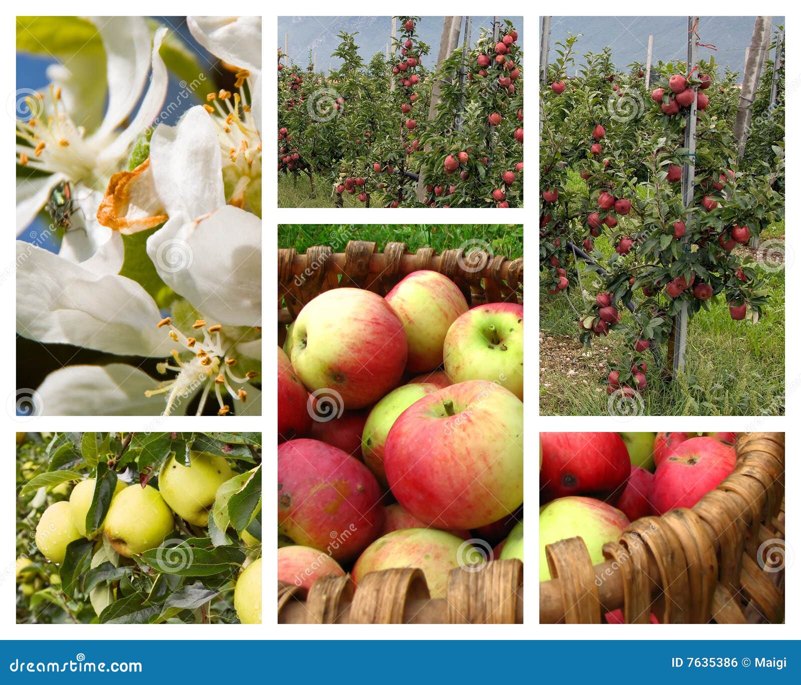 Apple orchard collage stock photo. Image of closeup, food - 7635386