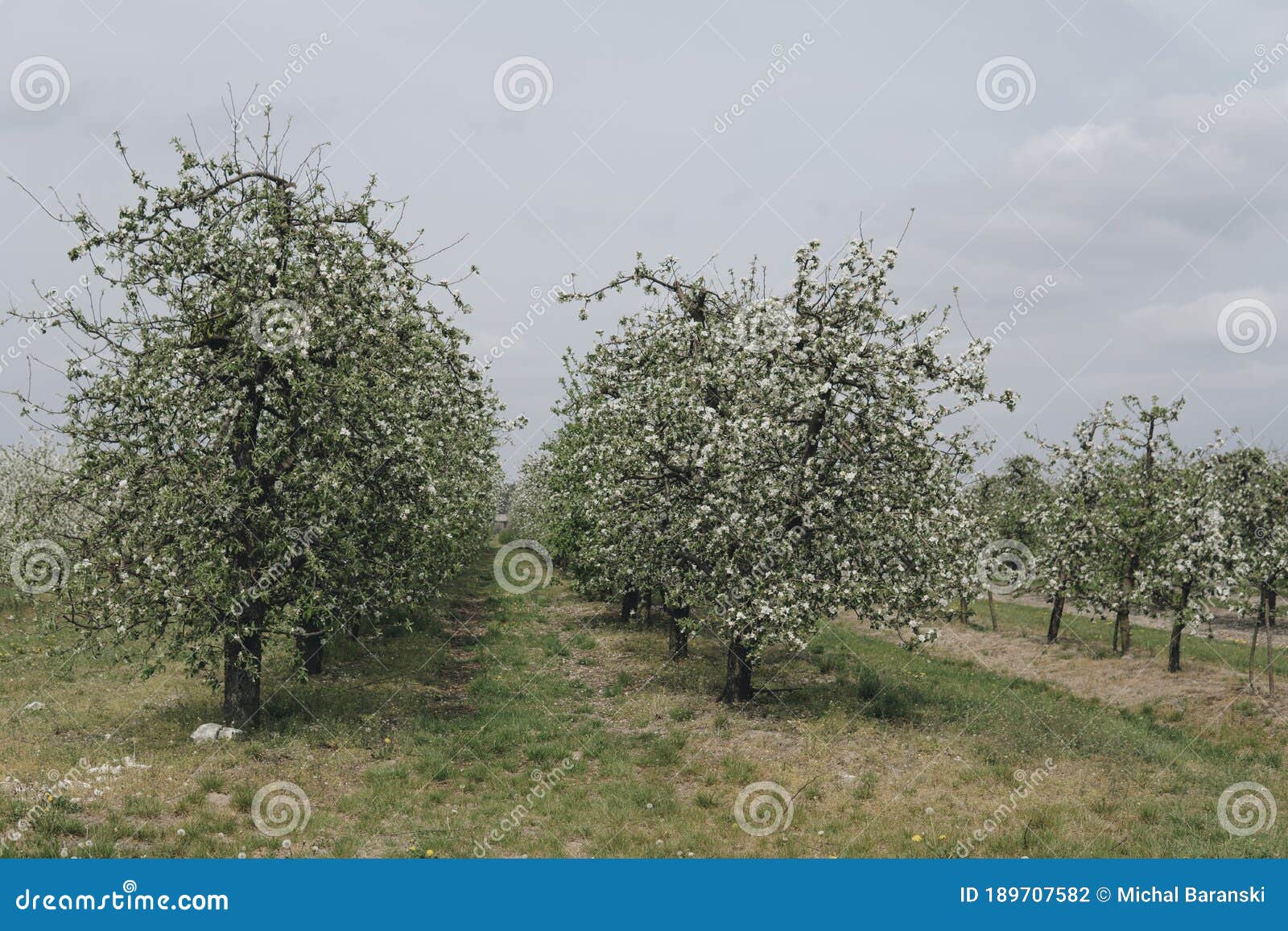 Apple Orchard Covered with Flowers Stock Photo - Image of agriculture ...