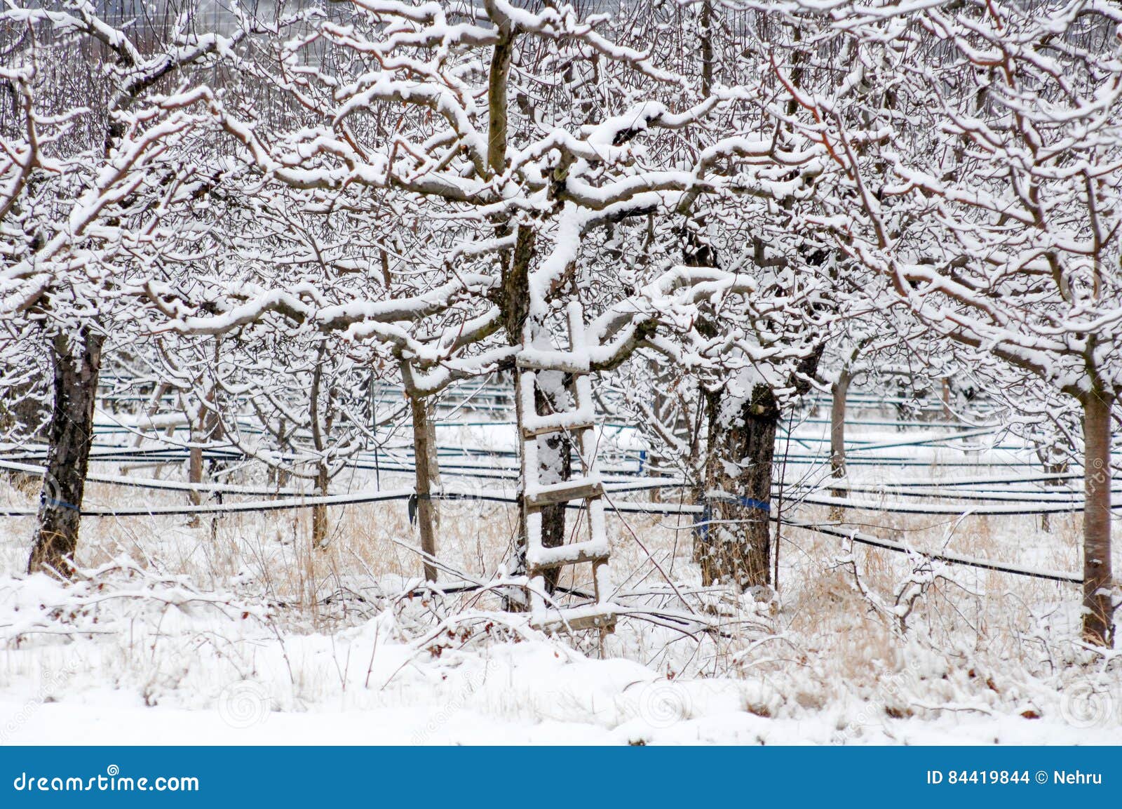 Apple Orchard Covered with Snow Stock Photo - Image of natural ...
