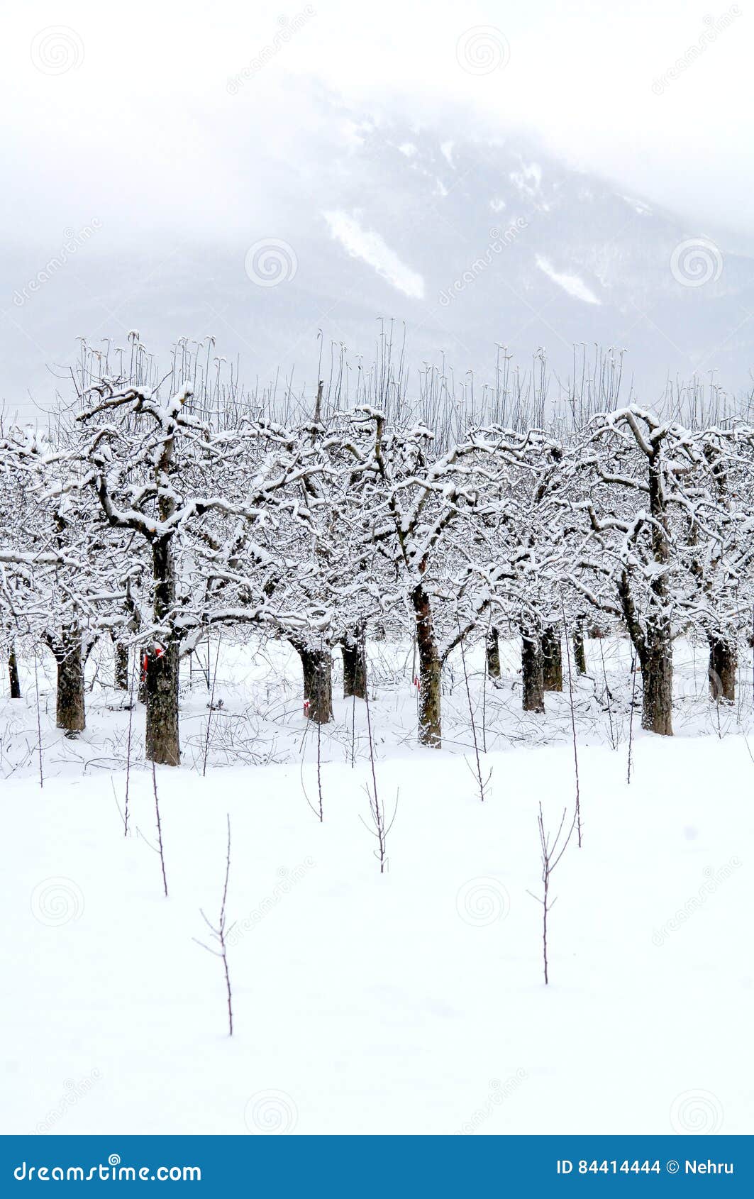 Apple Orchard Covered with Snow in Winter Stock Photo - Image of ...