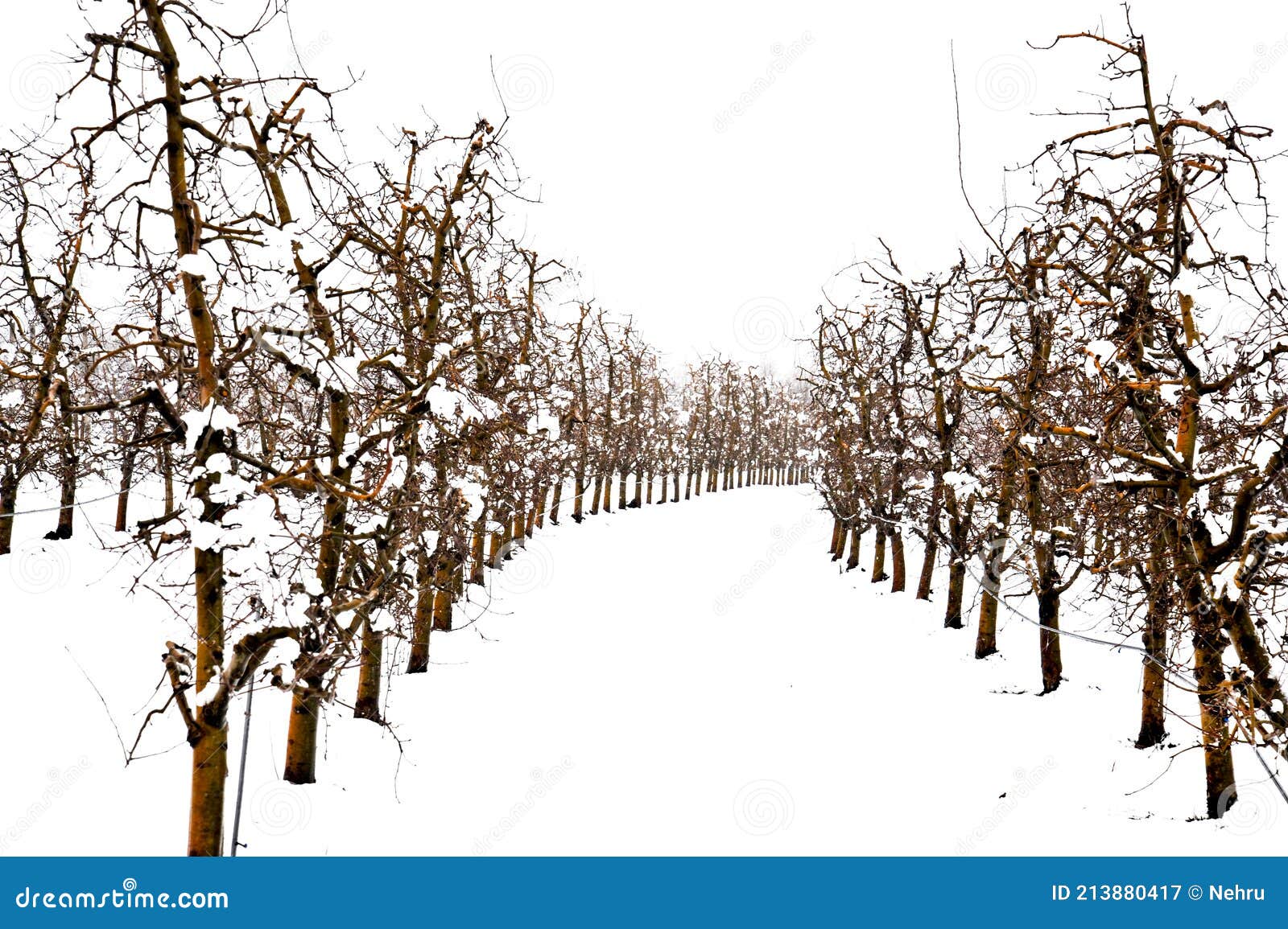 Apple Orchard Covered with Snow , Winter Season Stock Image - Image of ...