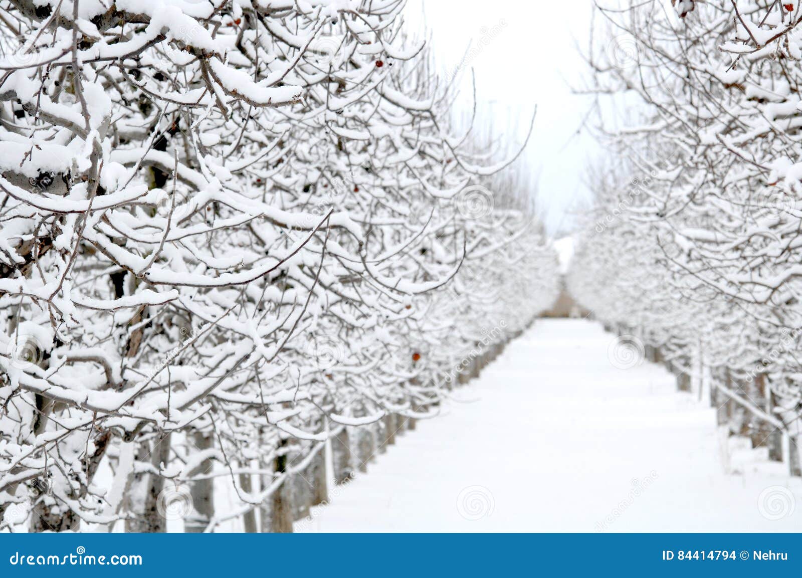 Apple Orchard Covered with Snow in Winter Stock Photo - Image of cold ...