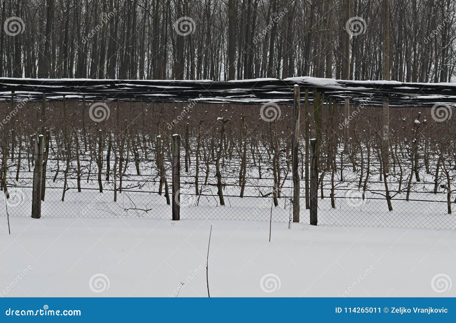 Apple Orchard Covered with Snow during Winter Time Stock Image - Image ...