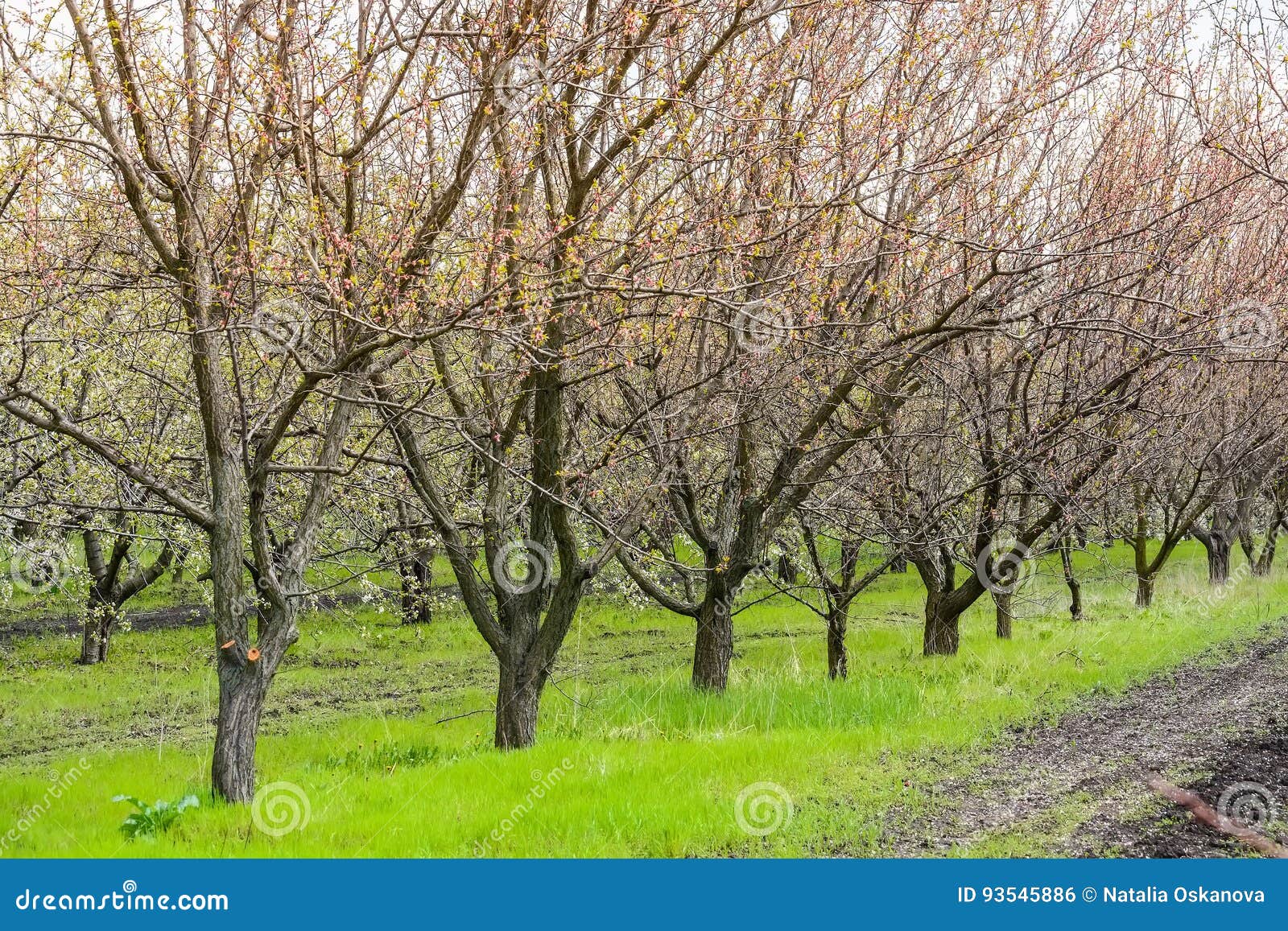 Apple Orchard in Early Spring Stock Photo - Image of natural, cultivate ...