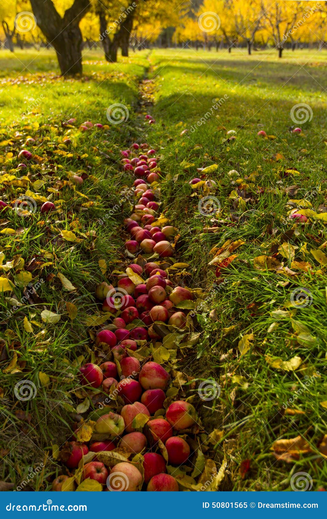 Apple Orchard during Fall Harvest Stock Image - Image of fall, apples ...