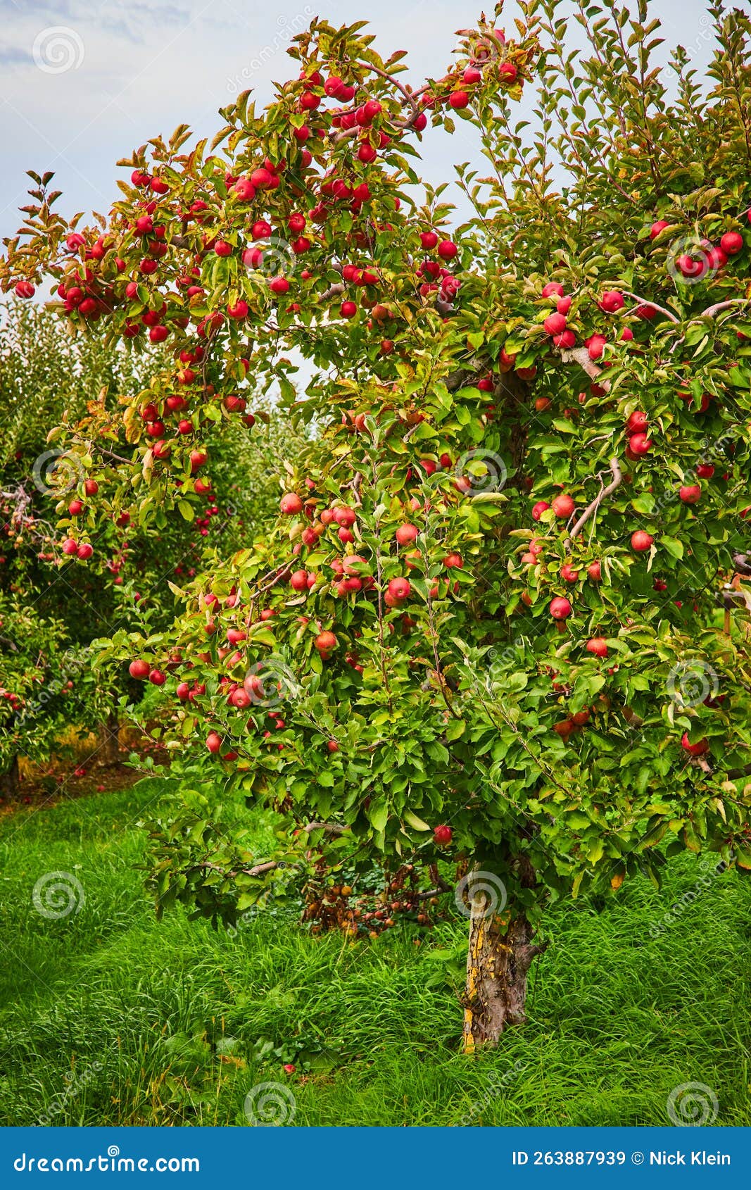 Apple Orchard Farm with Red Apples Covering Tree Stock Image - Image of ...