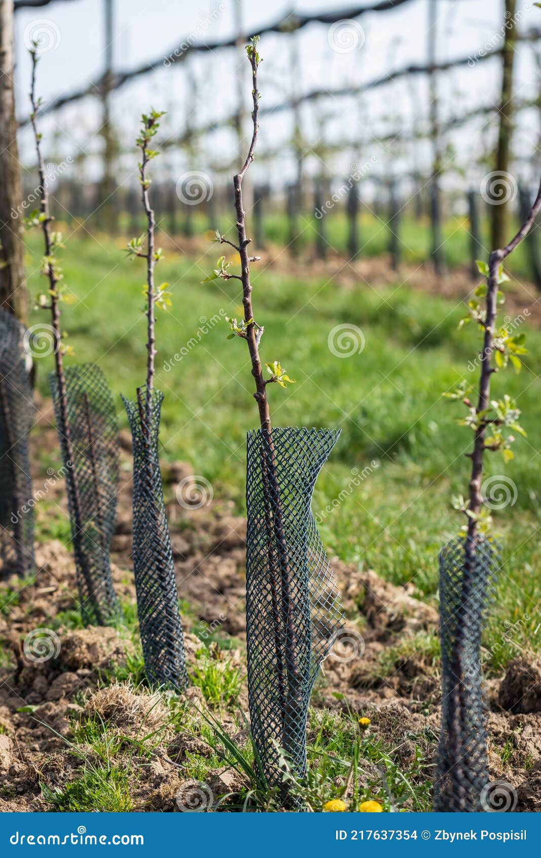 Apple Orchard with Fruit Tree in a Row Stock Photo - Image of nature ...