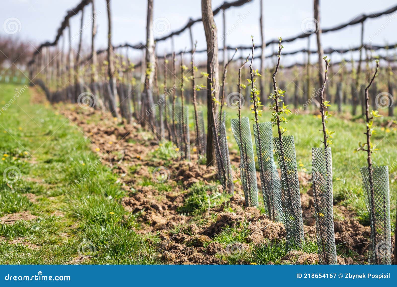 Apple Orchard with Fruit Tree in a Row Stock Image - Image of plastic ...