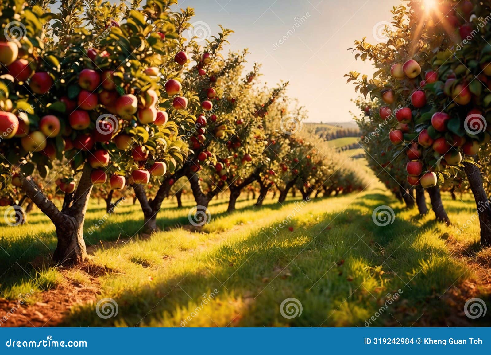 Apple Orchard with Fruit Trees in Countryside Farm Stock Illustration ...