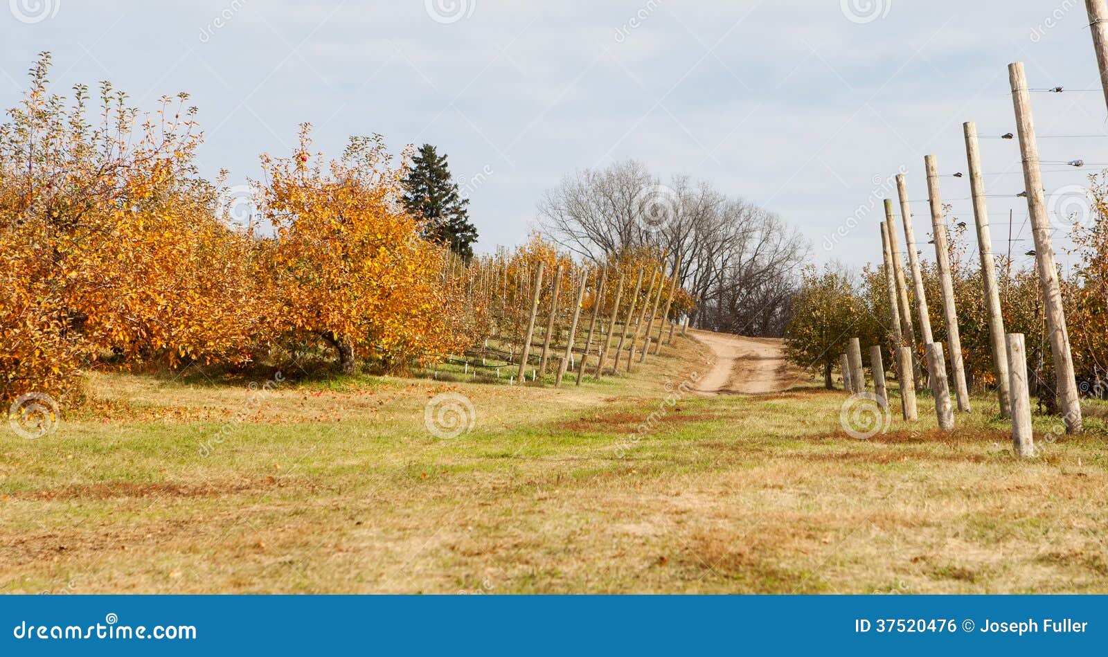 Apple Orchard Full of Rippend Apples. Stock Photo - Image of ...