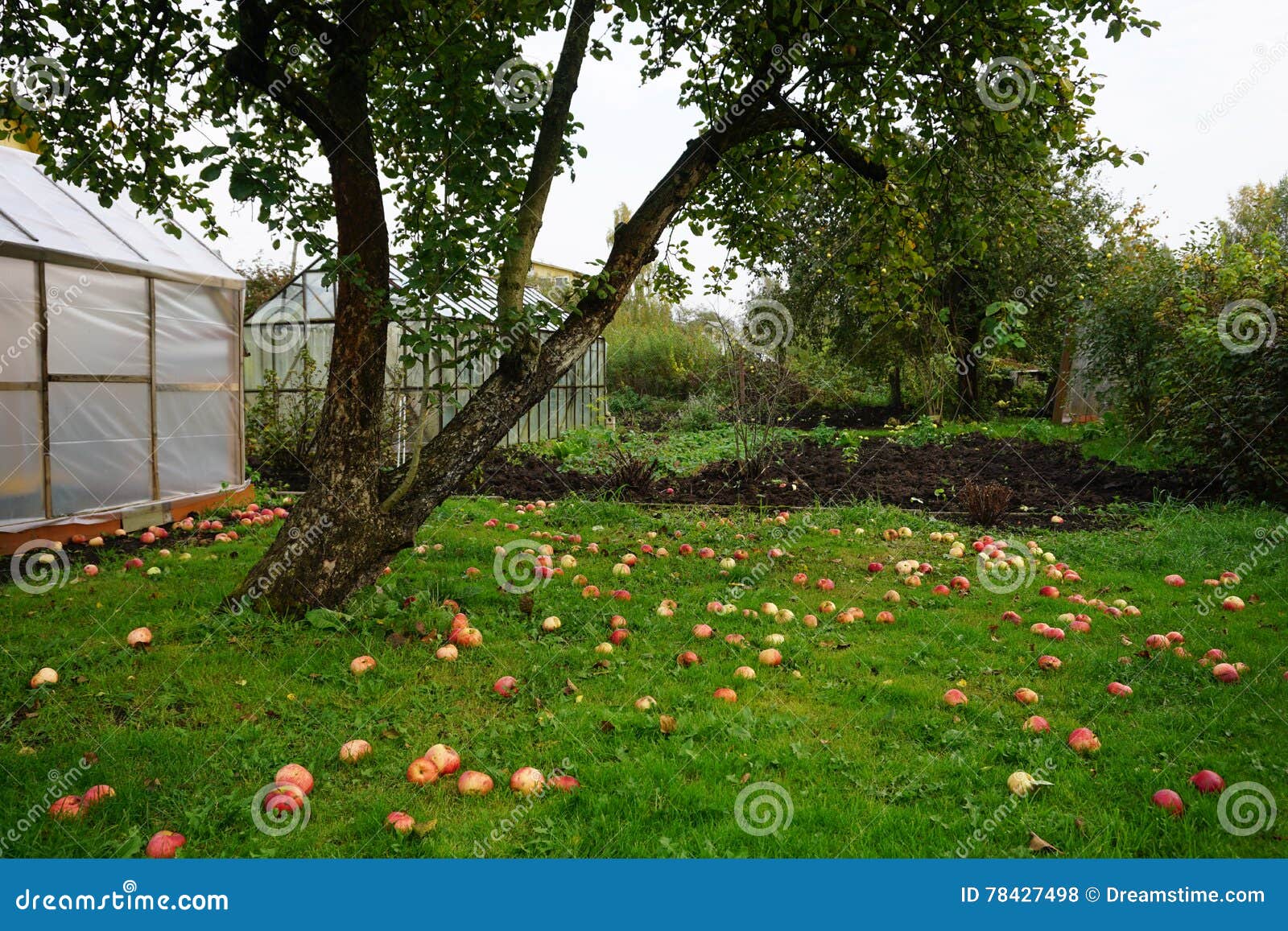 Apple orchard stock photo. Image of apple, apples, orchard - 78427498