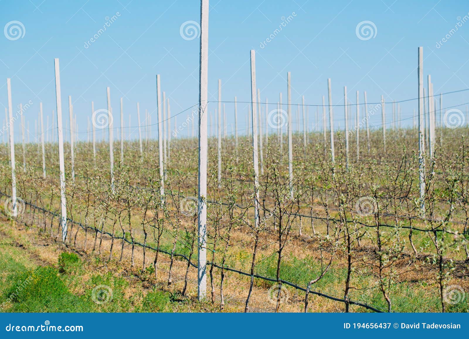 Rows Of Elm Trees And Knotted Willows In Between Meadows In The Flemish ...