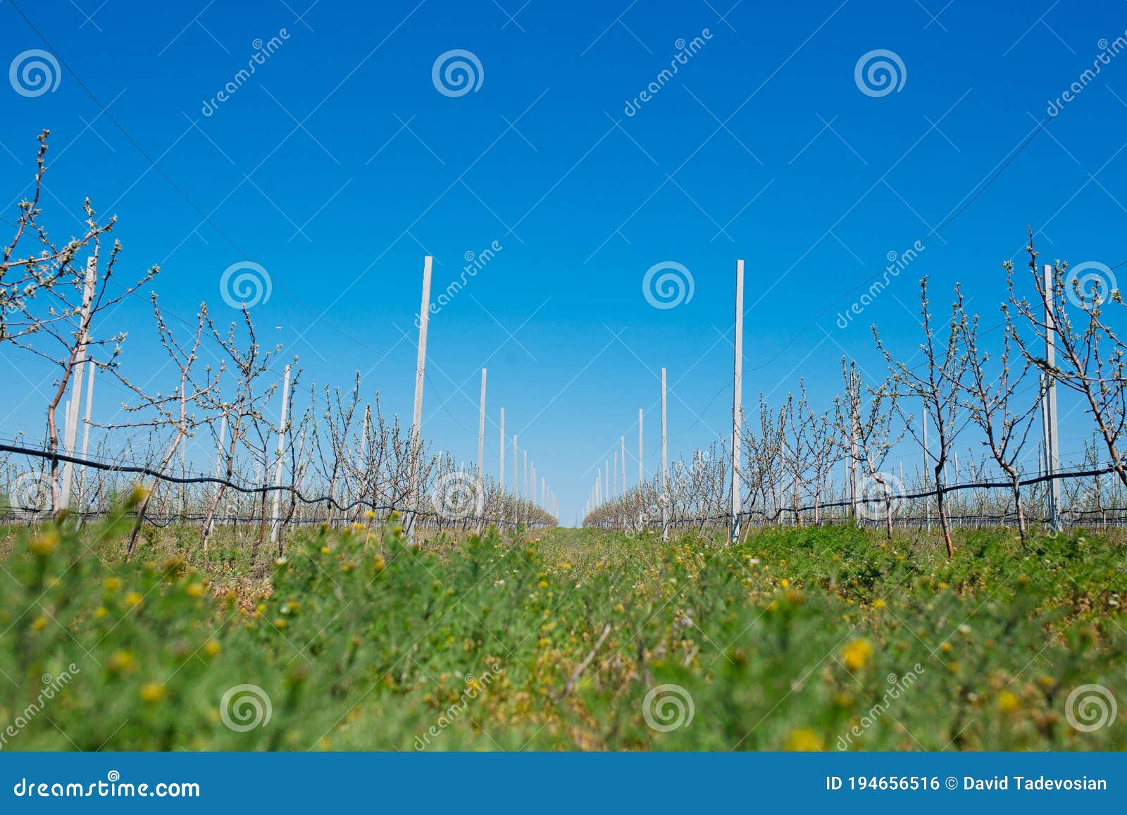 Rows Of Elm Trees And Knotted Willows In Between Meadows In The Flemish ...