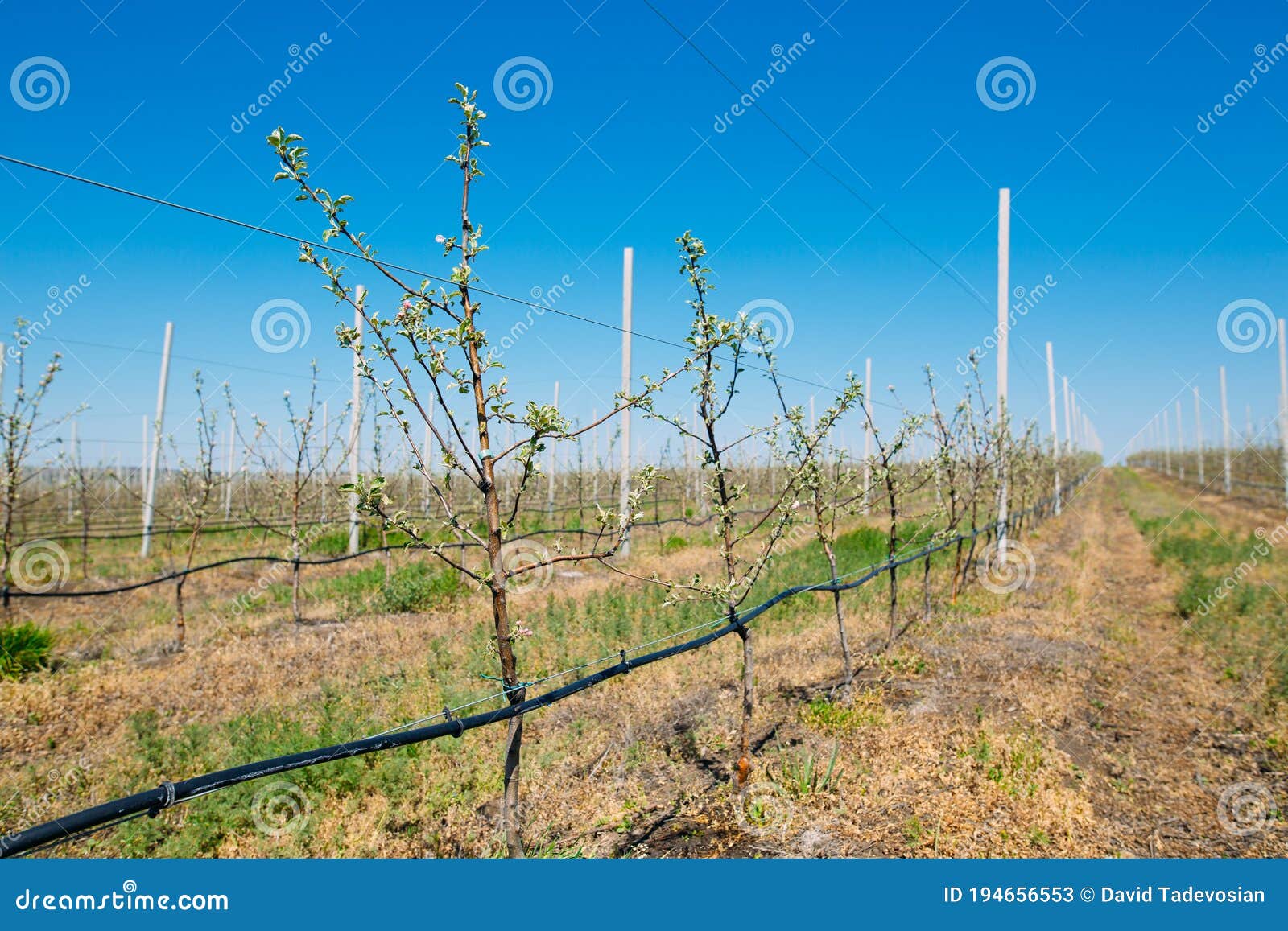 Rows Of Elm Trees And Knotted Willows In Between Meadows In The Flemish ...