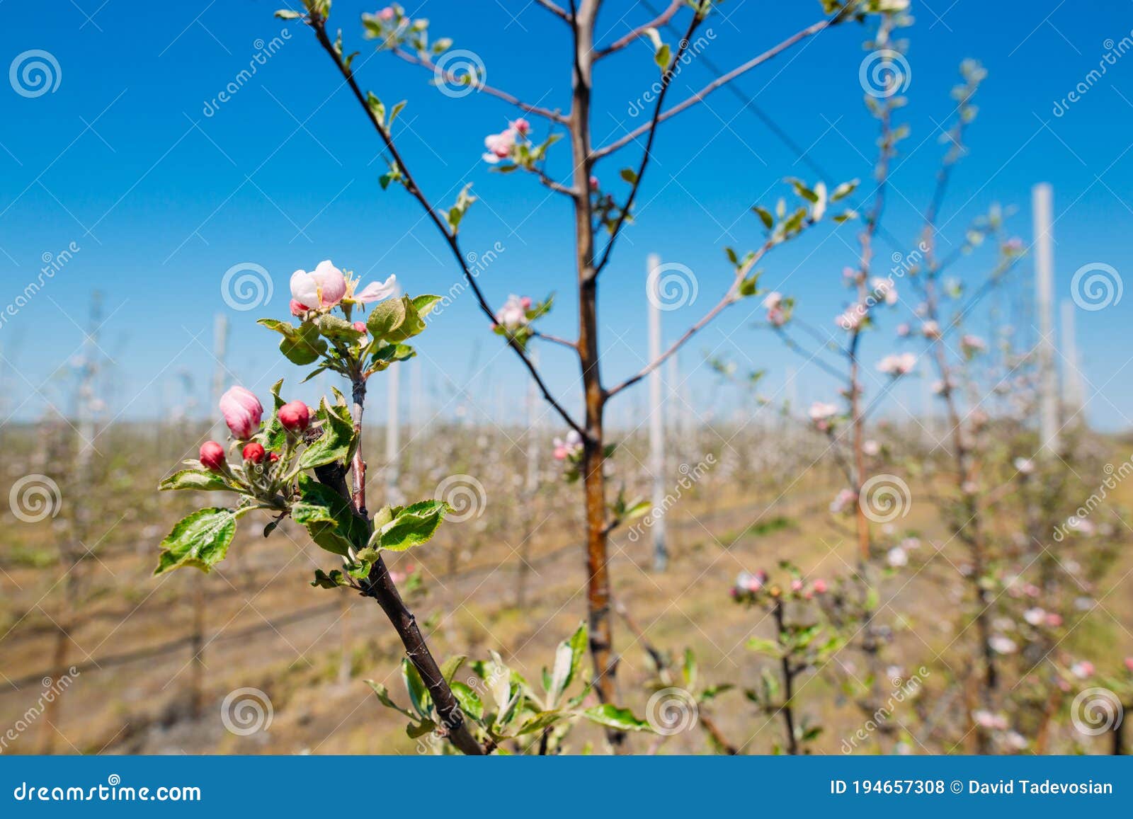Apple Orchard Garden in Springtime with Rows of Trees with Blossom ...