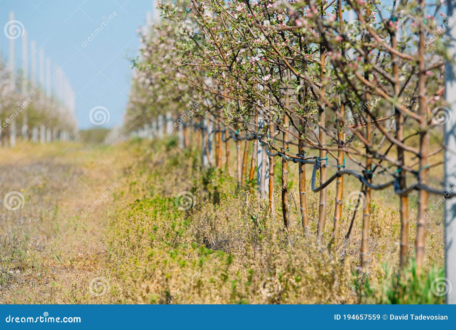 Rows Of Elm Trees And Knotted Willows In Between Meadows In The Flemish ...
