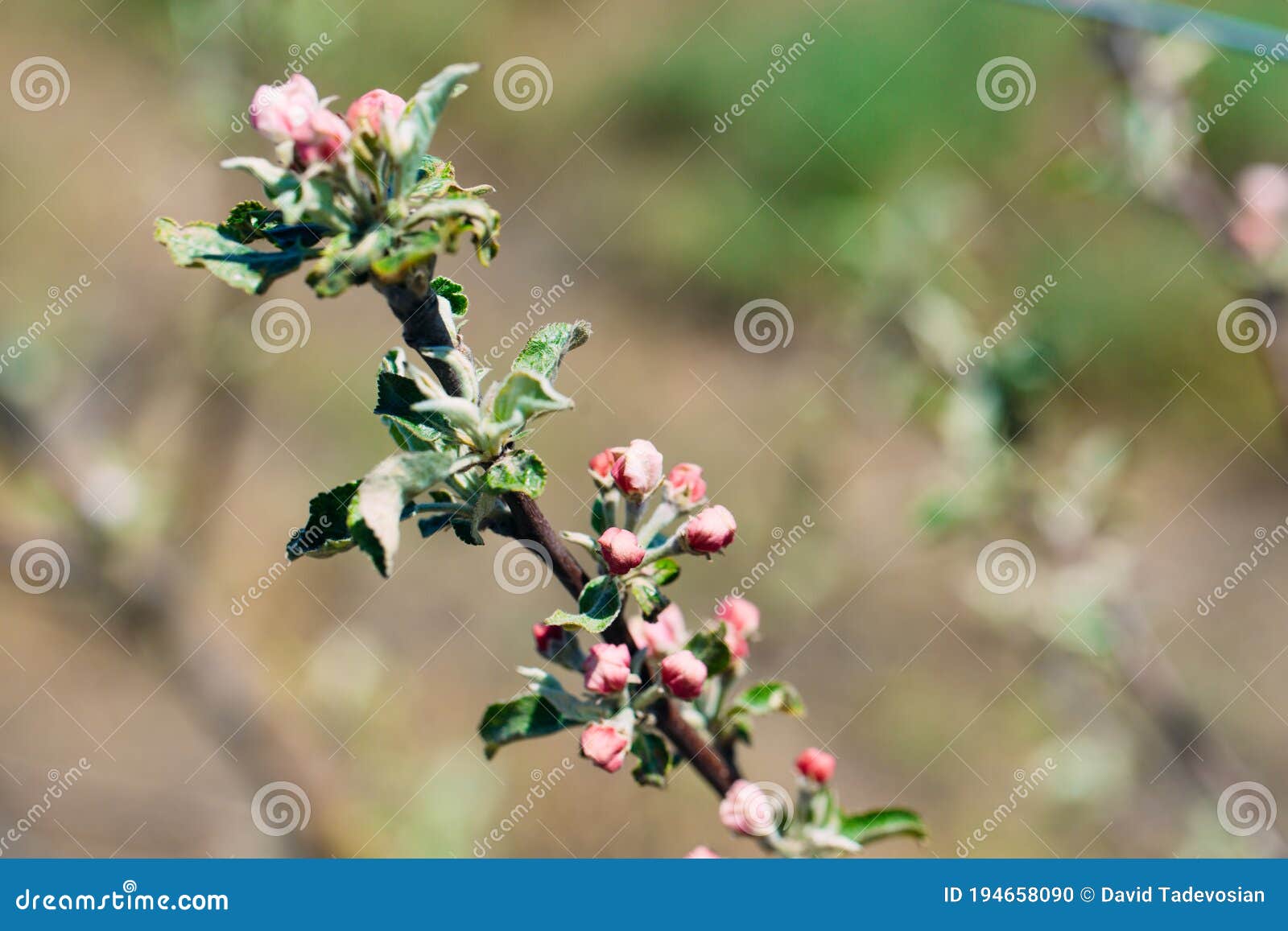 Apple Orchard Garden in Springtime with Rows of Trees with Blossom ...