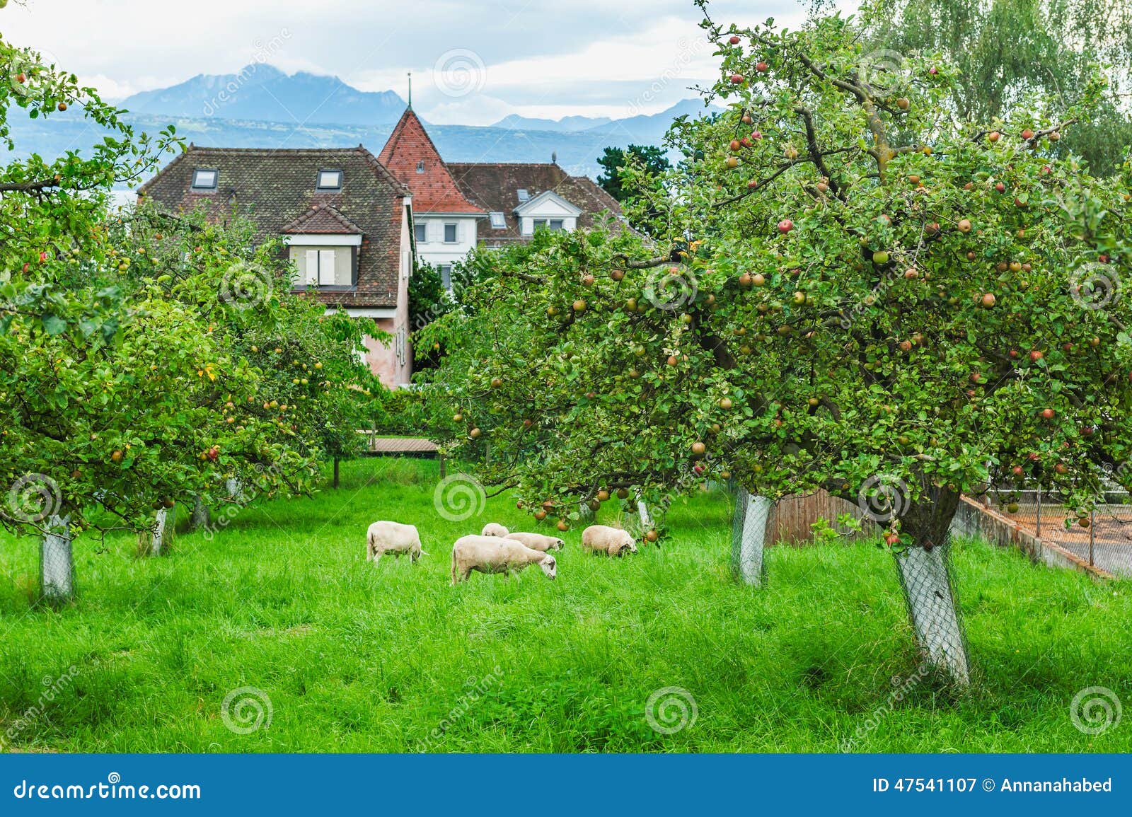 Apple Orchard with Grazing Sheep Stock Image - Image of livestock ...