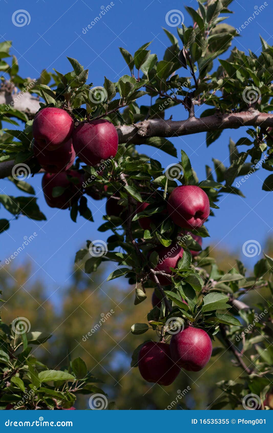 Apple Orchard Harvest stock image. Image of delicious - 16535355