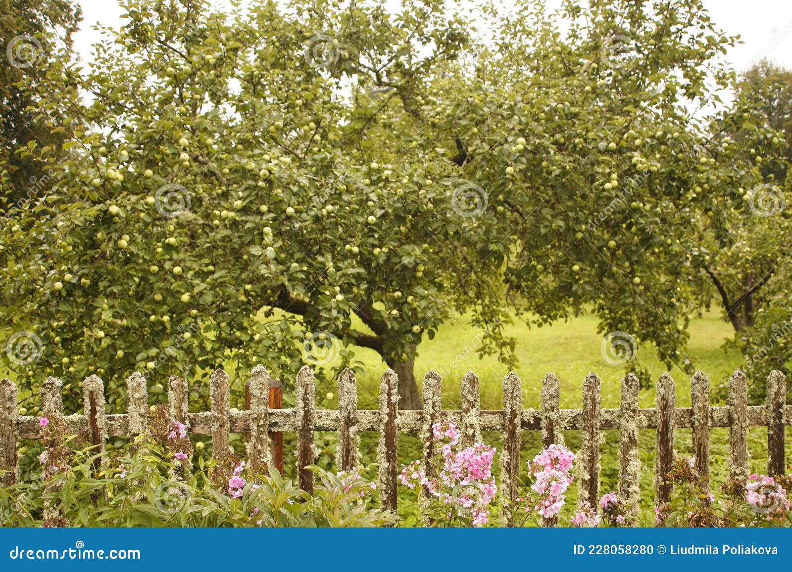 Apple Orchard, Harvest Time in the Apple Orchard Stock Photo - Image of ...