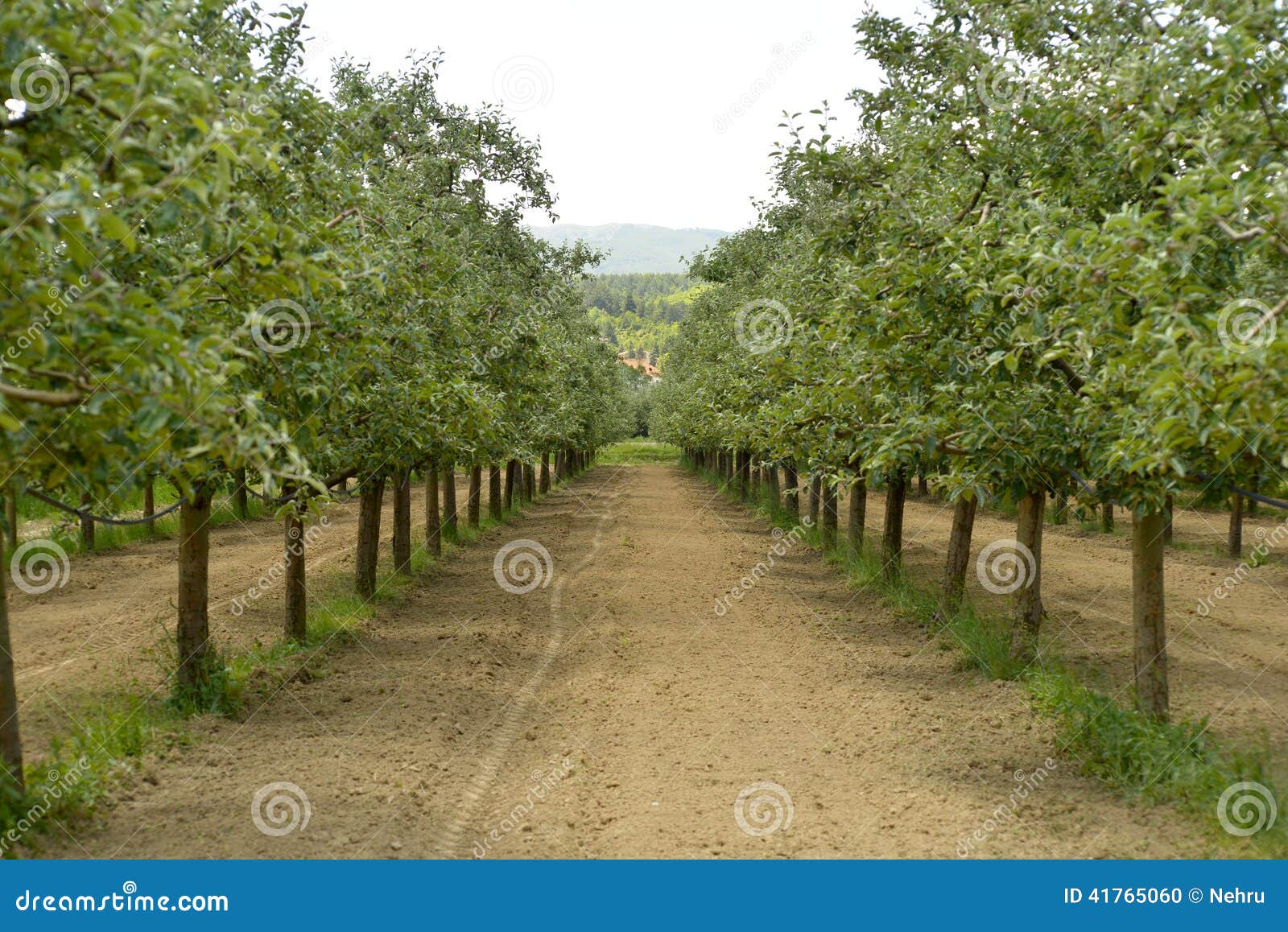 Apple orchard in june stock photo. Image of apples, fruit - 41765060