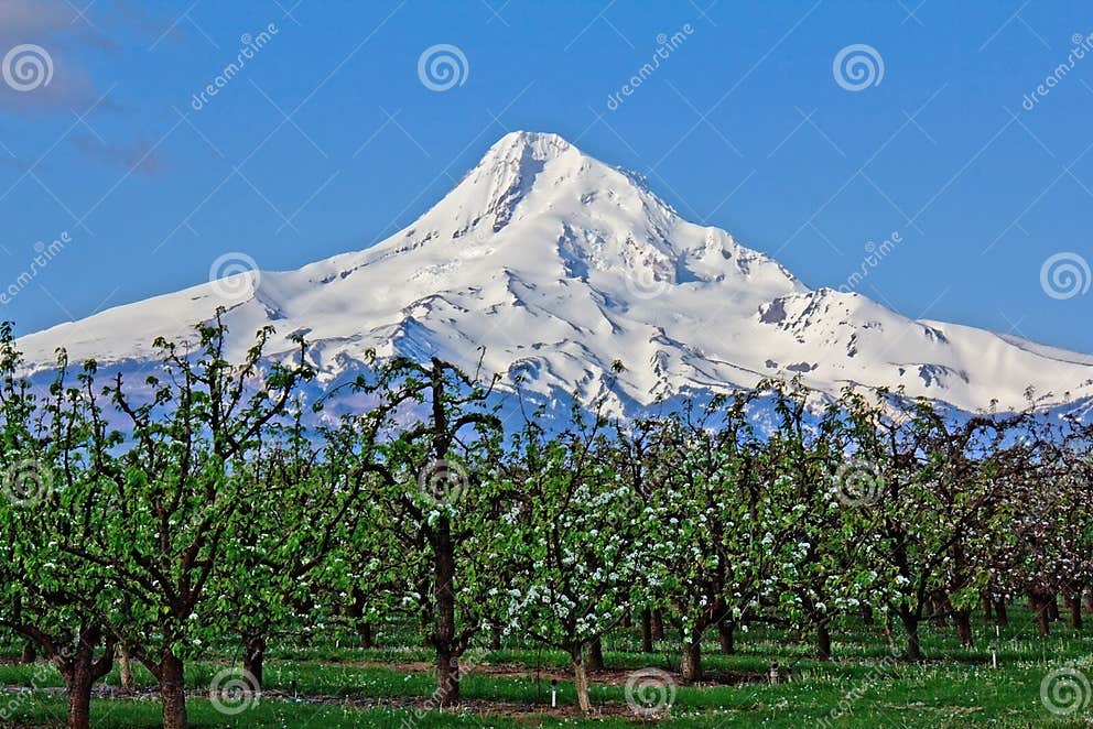 Apple Orchard and Mount Hood Stock Photo - Image of snowcovered, apples ...
