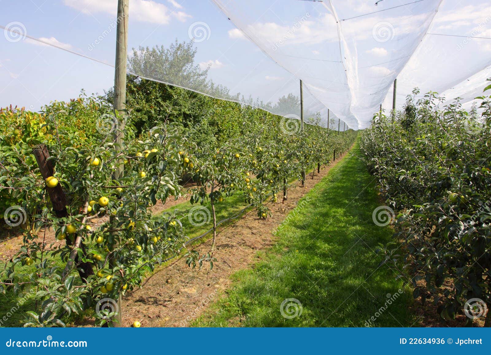 Apple orchard with nets stock photo. Image of green, food - 22634936
