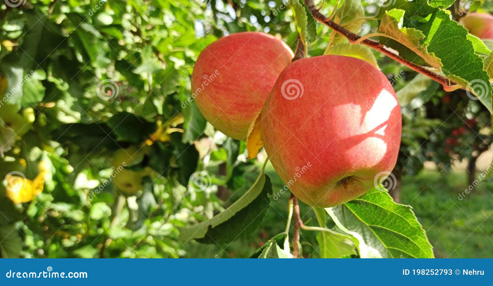 Apple Orchard in October Ready for Harvesting Image Stock Image - Image ...