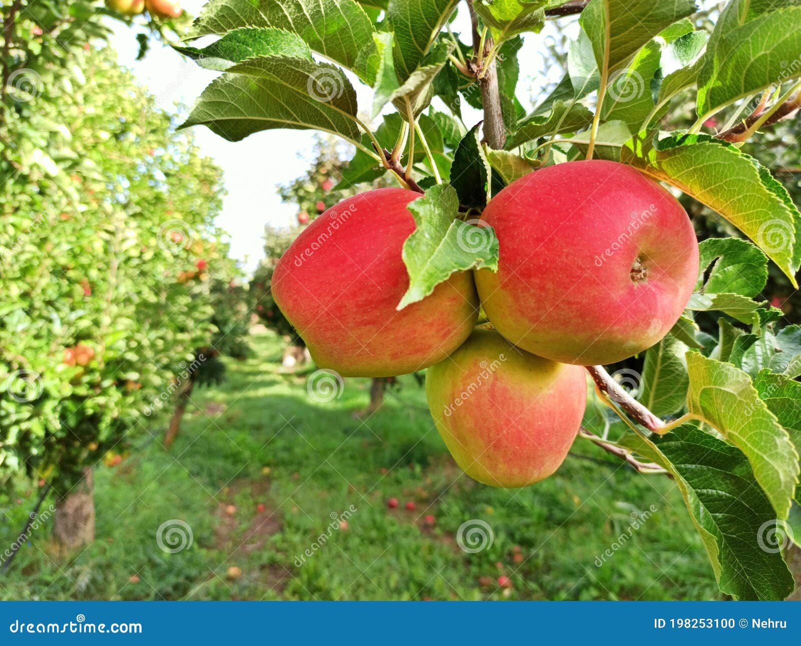 Apple Orchard in October Ready for Harvesting Image Stock Photo - Image ...
