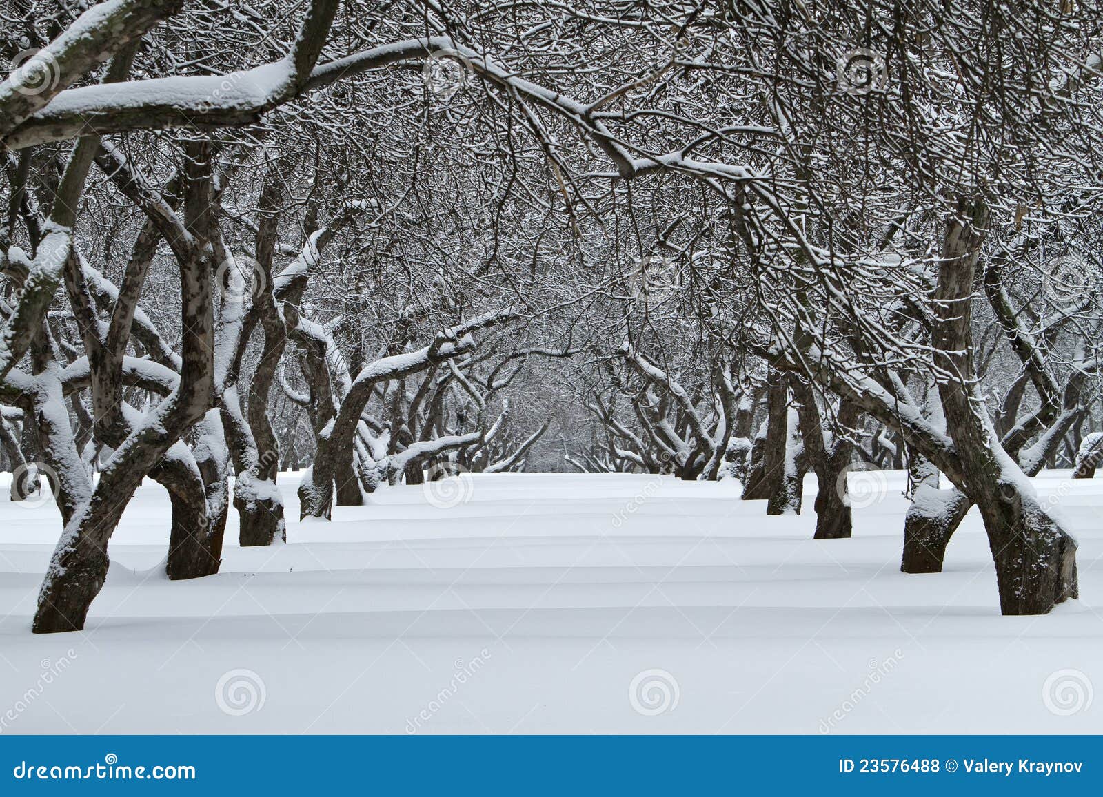 Apple Orchard on an Overcast Winter Day Stock Photo - Image of view ...