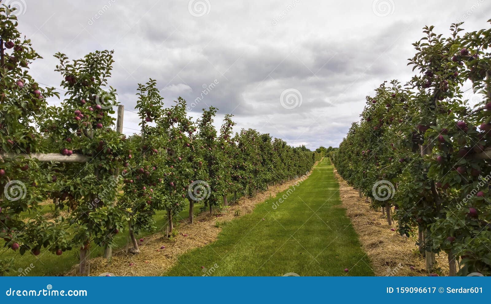 Apple orchard stock image. Image of nature, agriculture - 159096617