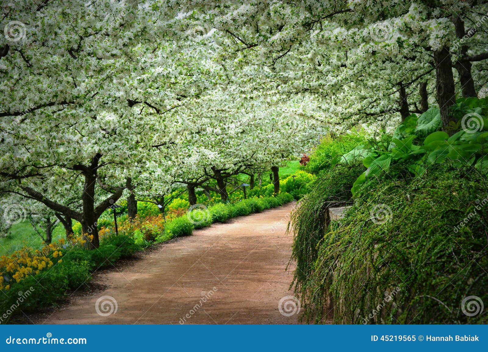 Apple Orchard stock image. Image of abloom, gardener - 45219565