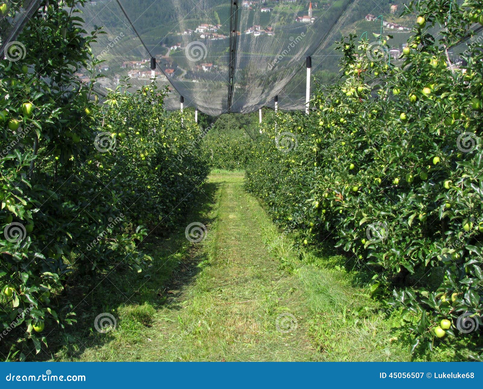 Apple Orchard with Protection Nets Stock Image - Image of horizontal ...