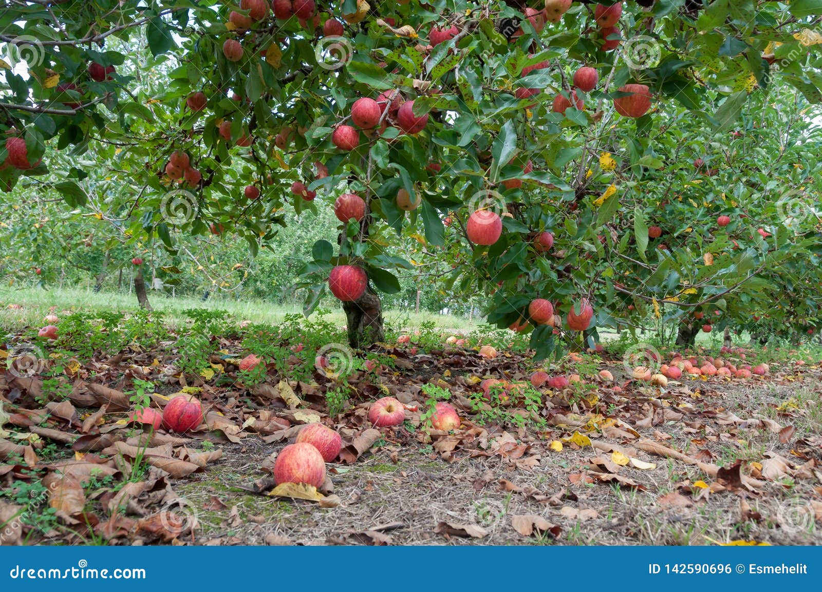 Apple Orchard with Ripe Red Apples Hanging on Trees Stock Photo - Image ...