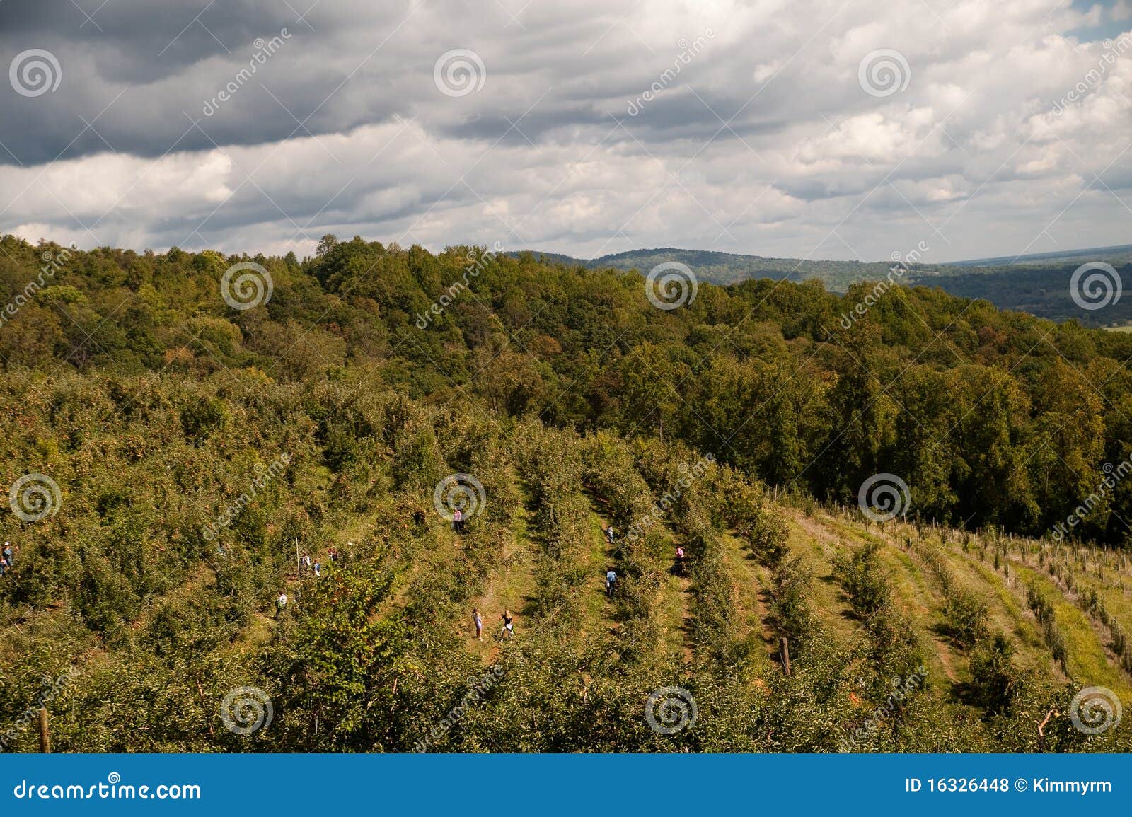 Apple Orchard Rows Aerial View Stock Photo - Image of green ...